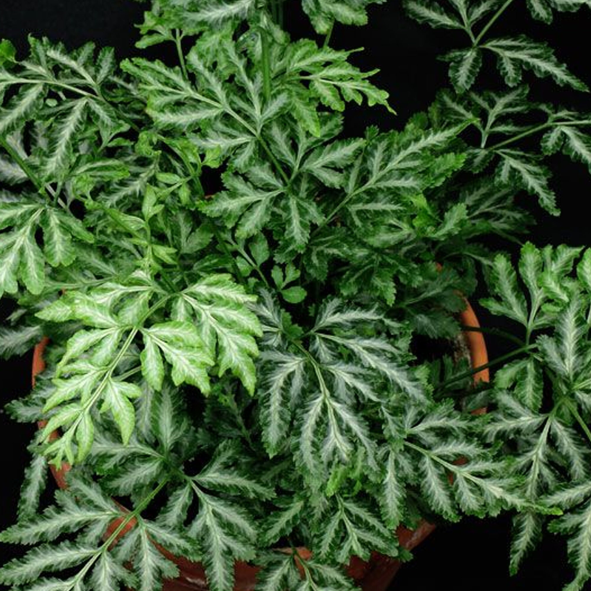 Pteris Albolineata - Cretan Brake Fern | Indoor Plant for Sale | 25 ...