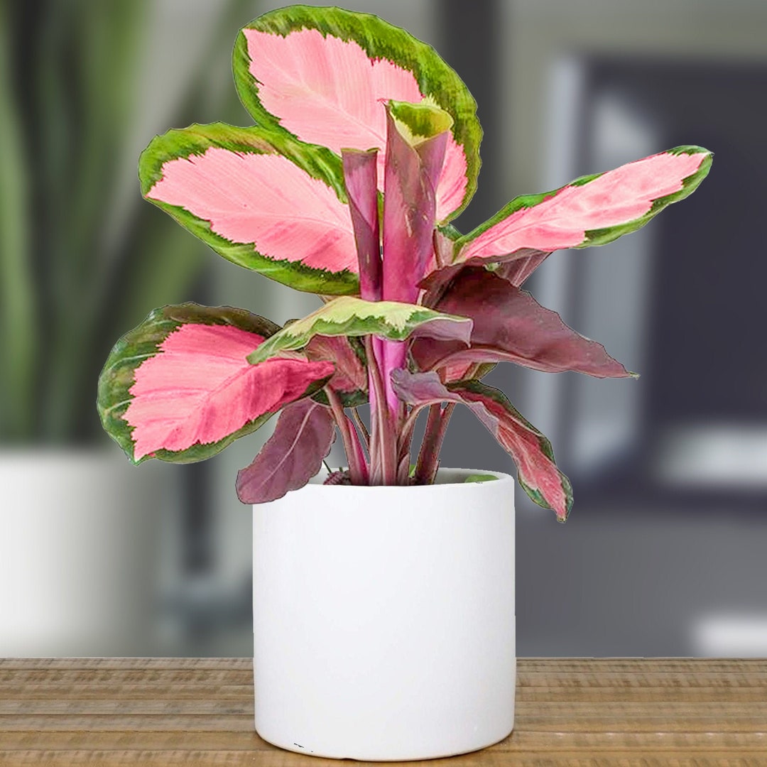 1 X Calathea Roseopicta Rosy 30-40cm Rose Painted Indoor Potted Plant ...