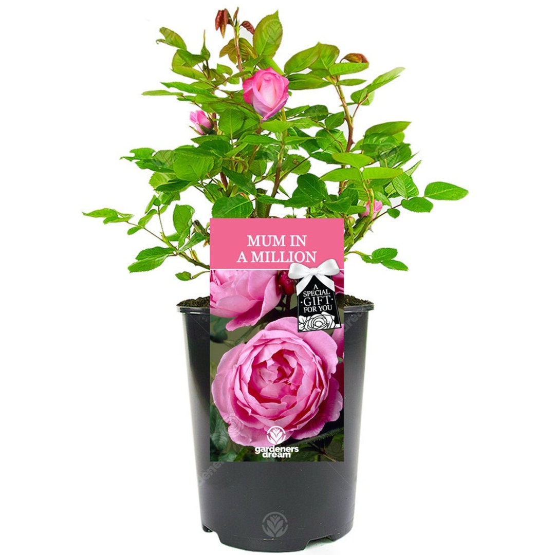 Mum in A Million Rose - Perfect Gift for Mother's Day or to Say Thank ...