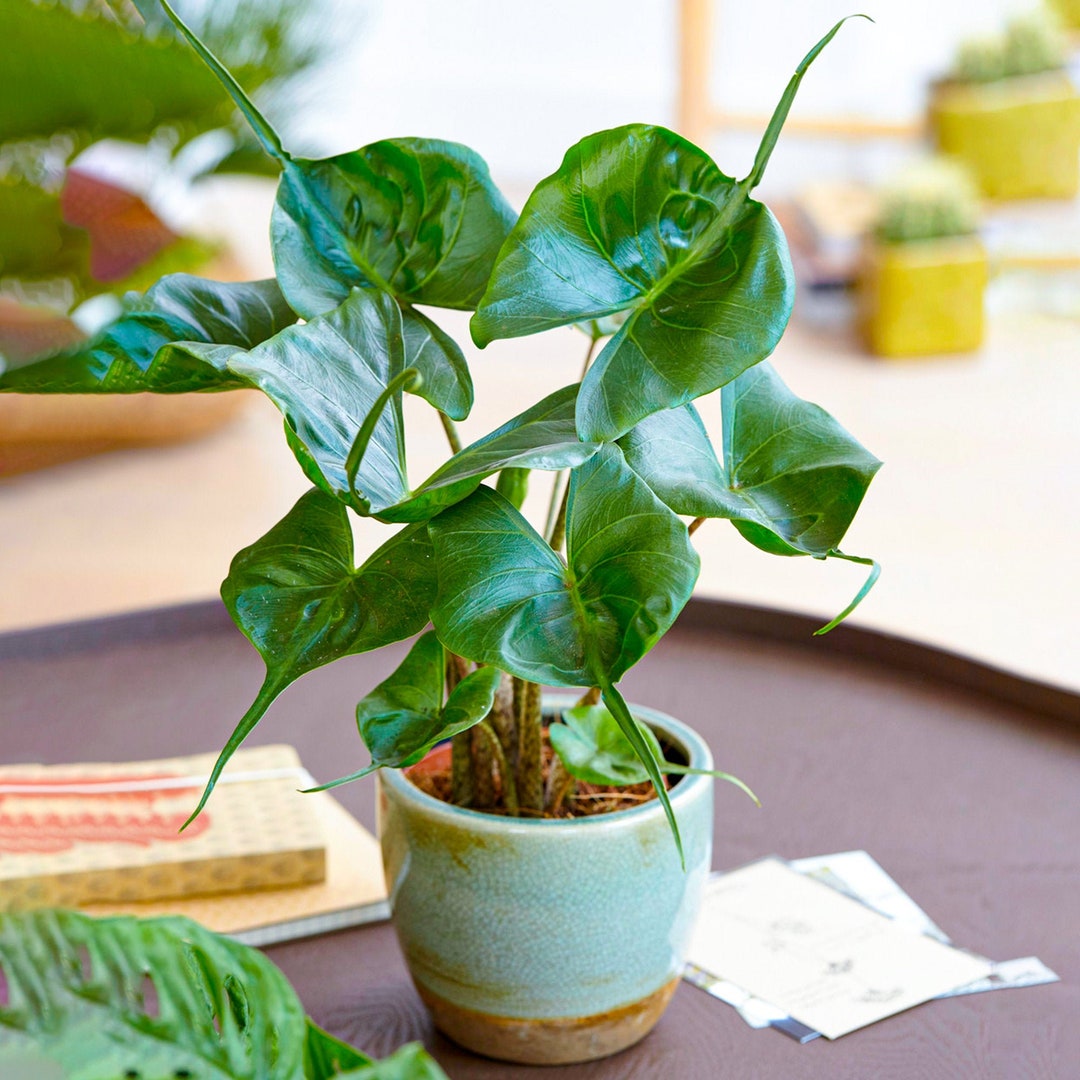 Alocasia Stingray Plant | Potted Indoor Houseplant for Home or Office ...