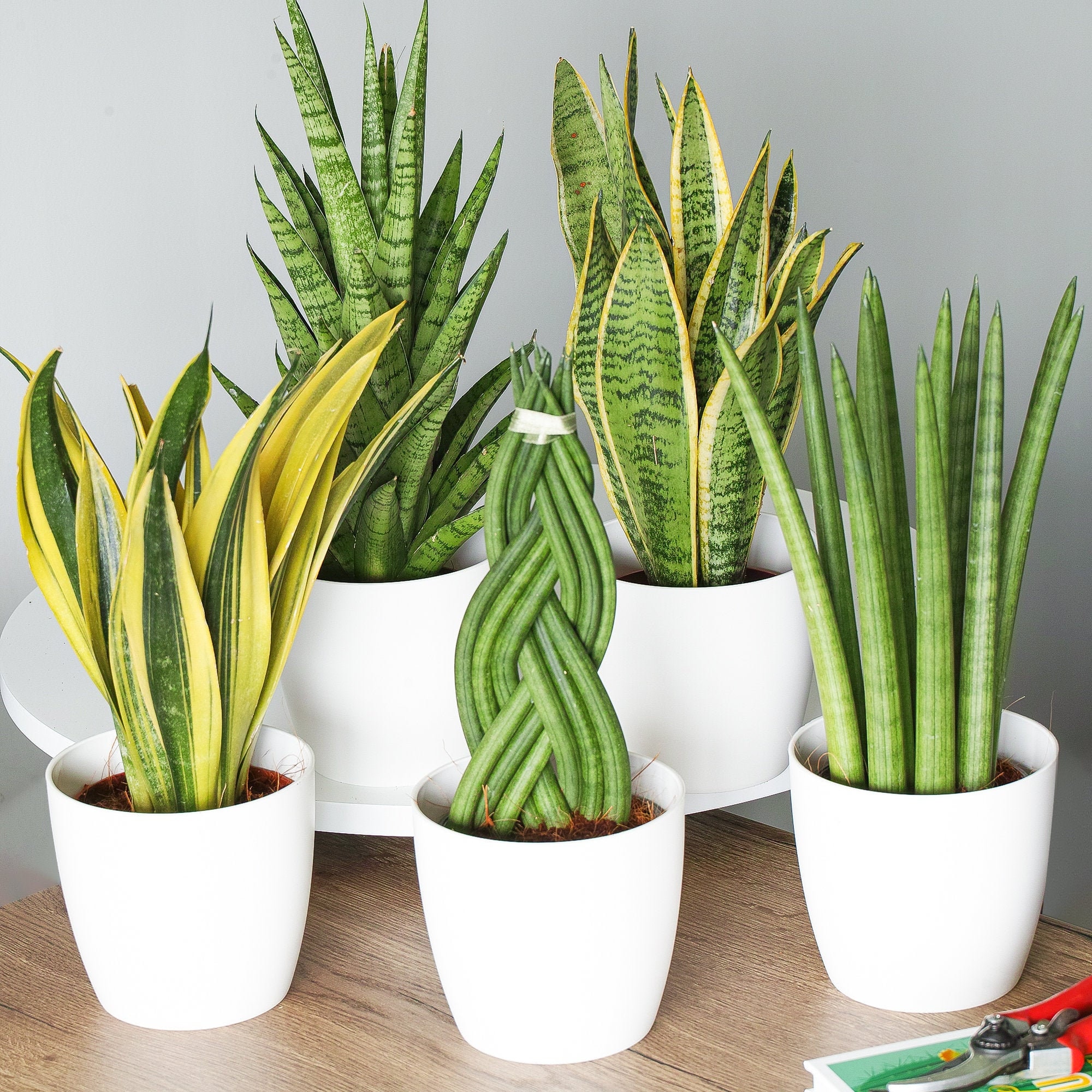 Sansevieria Potted