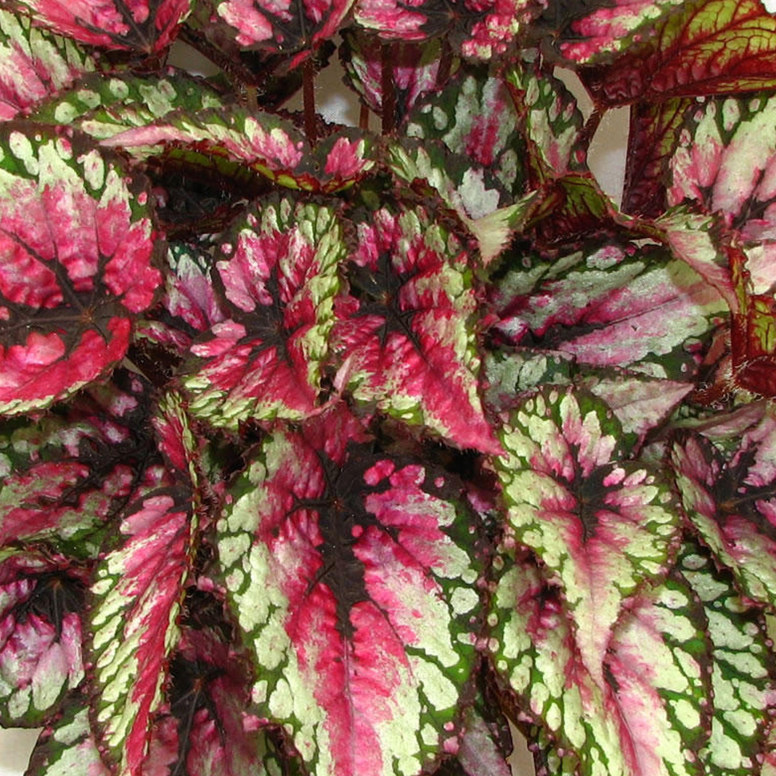 Begonia Rex Red Tango King Begonia Indoor Air Purifier - Etsy UK