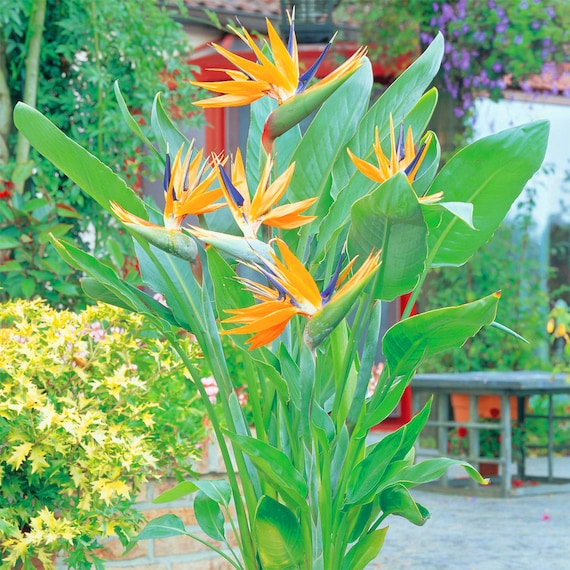 11CM Strelitzia Reginae Tropical Plant Bird OF Paradise | Etsy UK