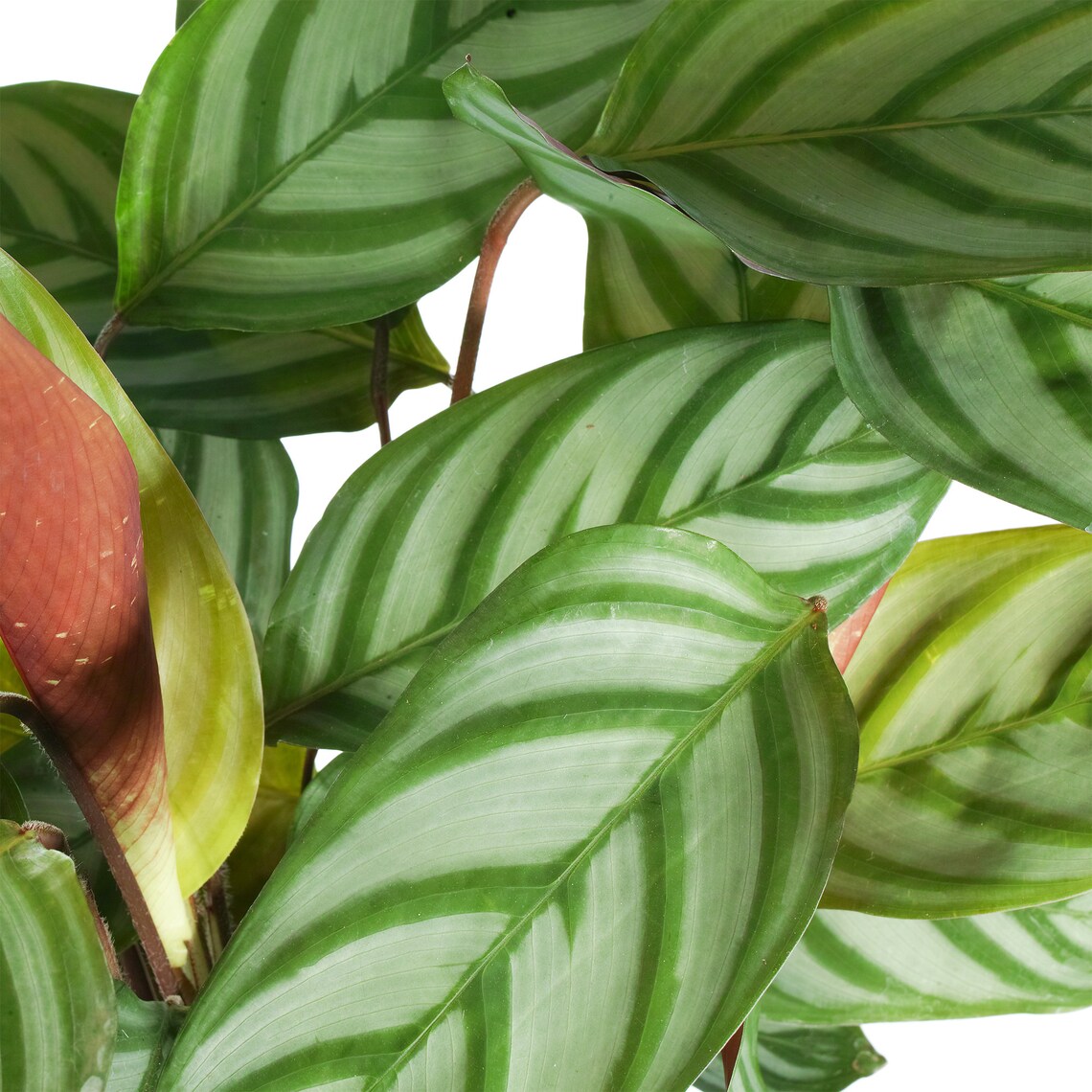 1 X Calathea Compact Star 30-40cm Potted Home or Office Prayer Plant ...