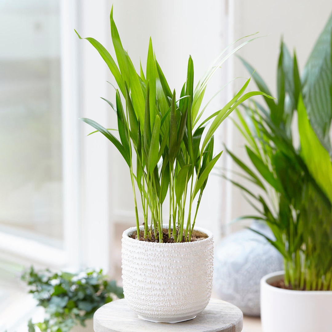 1 X Butterfly Palm Dypsis Lutescens House Plant Indoor Live Tree in Pot ...