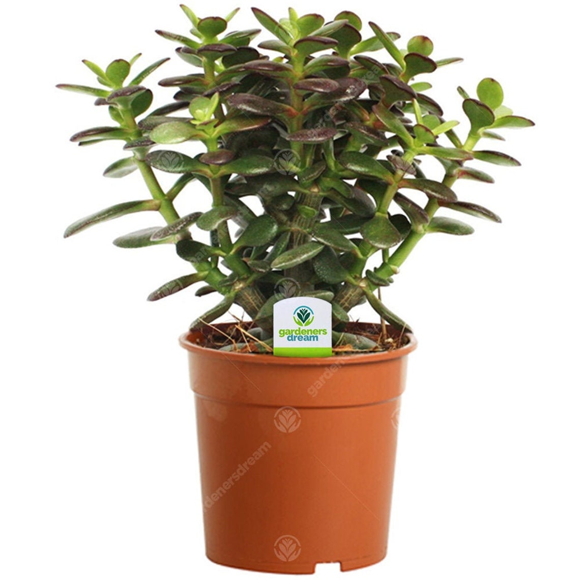 Crassula Minor Houseplant Live Decorative Indoor 'jade - Etsy UK