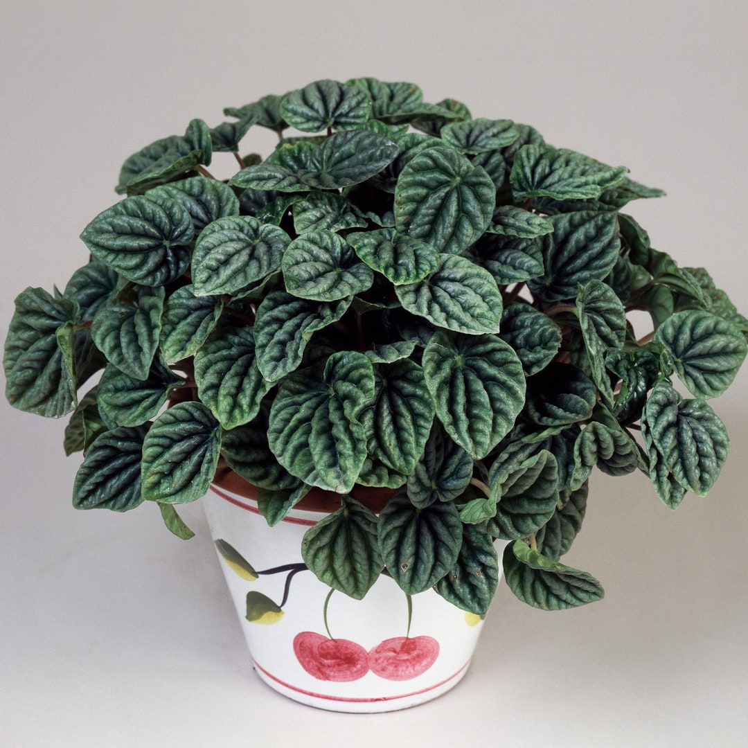 1 X Peperomia Lilian Radiator Plant for Sale | Perfect Ideal Indoor ...