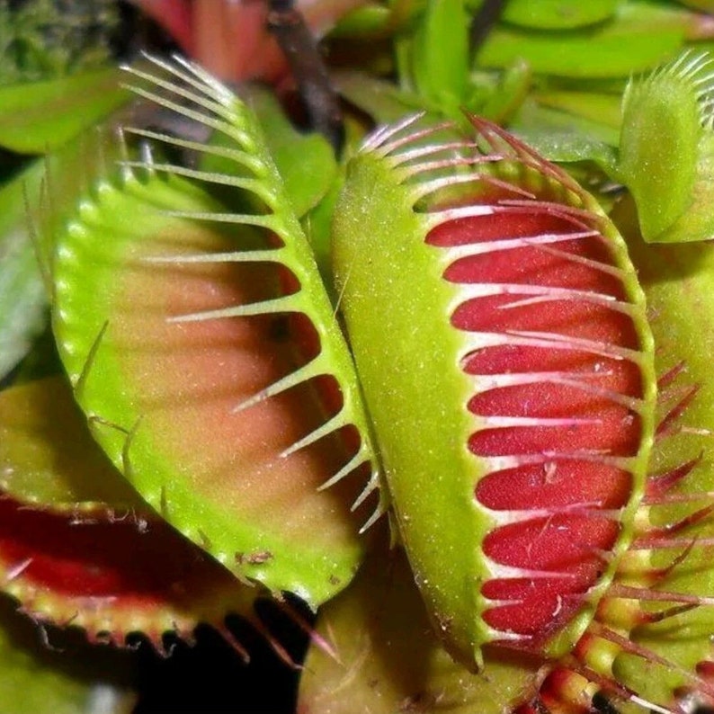 Venus Fly Trap Dionea Muscipula Tropical Carnivorous Indoor - Etsy Canada