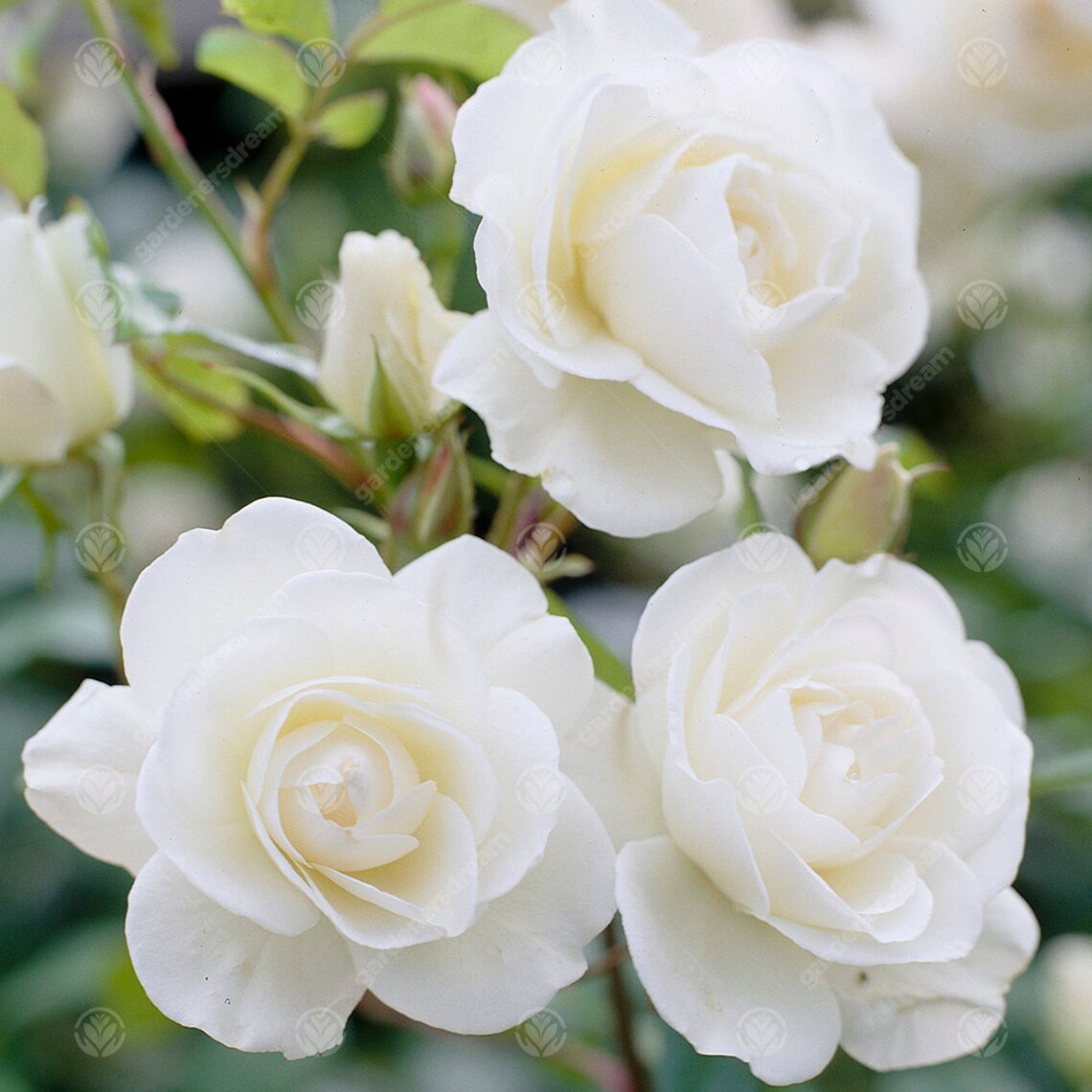 Good Luck Rose Say Good Luck to Someone Special for a New - Etsy