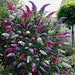 Buddleia Tricolour (3 X 9cm Pots) Butterfly Bush Mixed Colours Healthy ...
