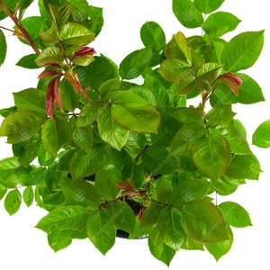 Ruby Wedding Rose - 40th Wedding Anniversary Gift - Help Celebrate a ...