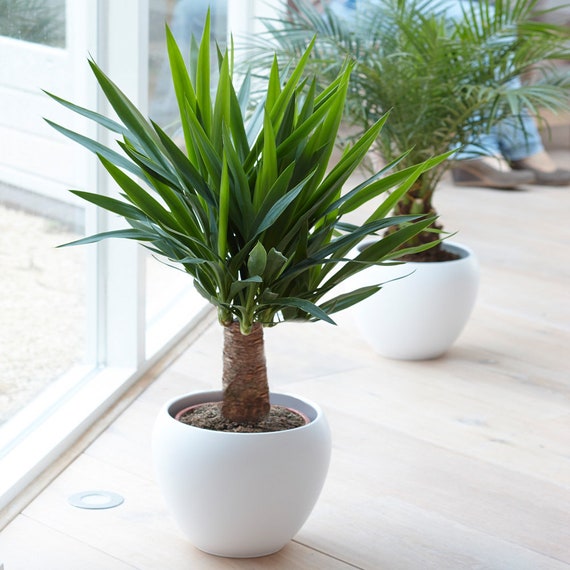 Indoor Yucca Elephantipes