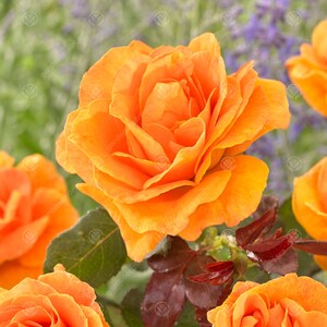 Absent Friend Rose Say Goodbye to Someone Special With a Unique Living ...