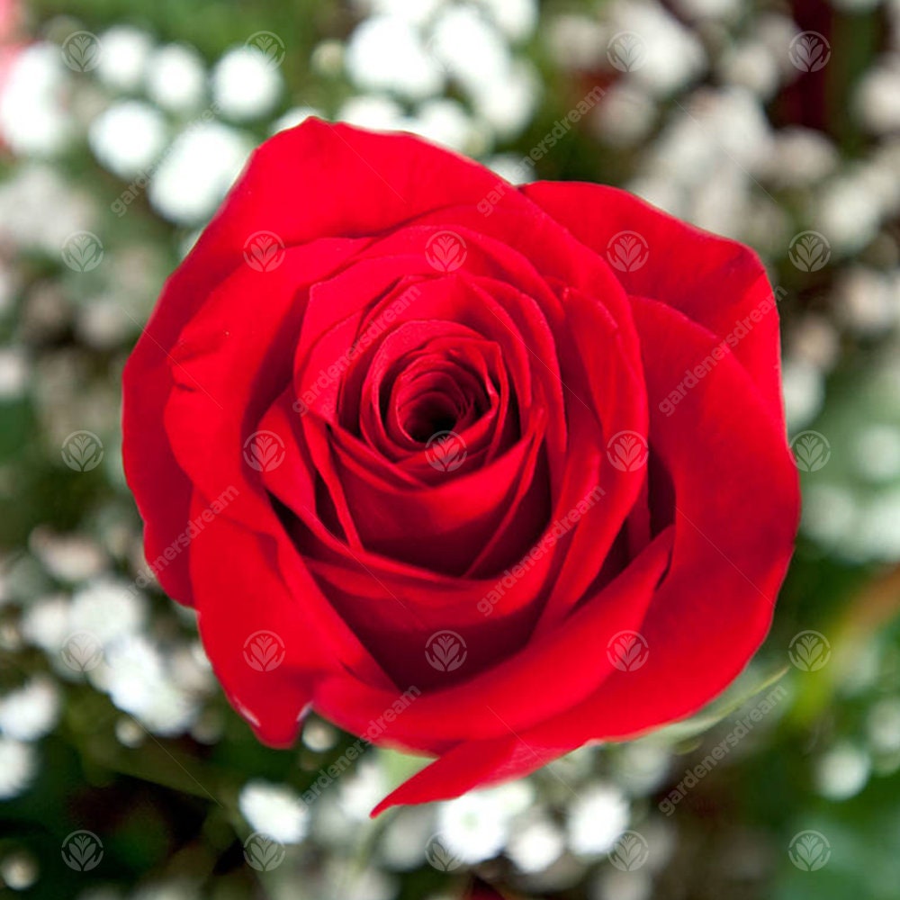 Special Dad Rose Perfect Gift for Father's Day or to Say - Etsy