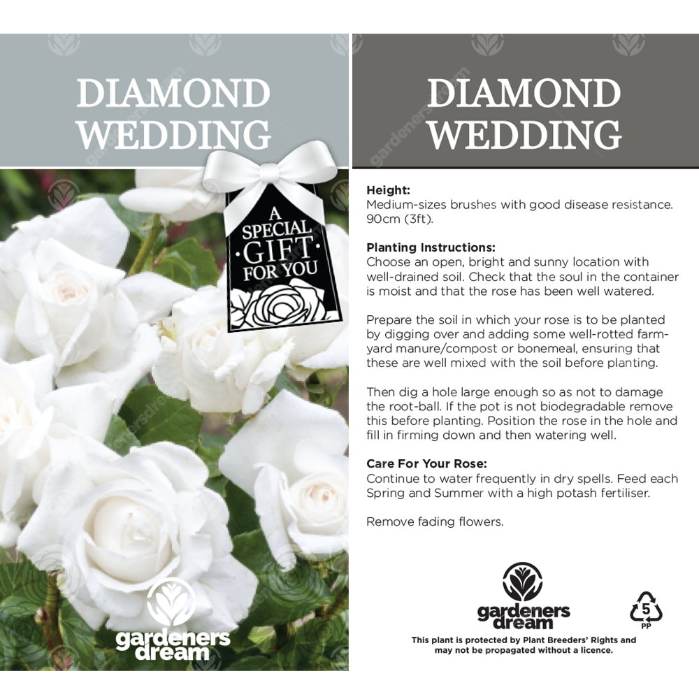 Diamond Wedding Rose 60th Wedding Anniversary Gift Help - Etsy UK