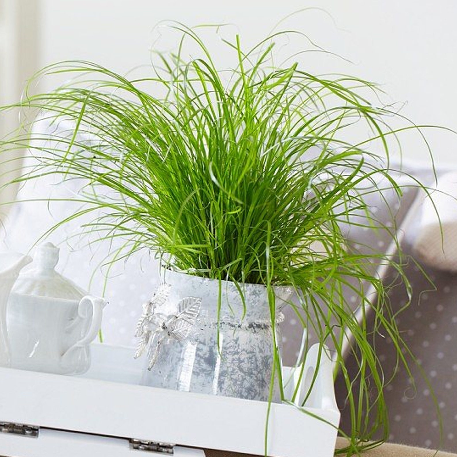 Cyperus Alternifolius Zumula | Cat Friendly Potted House Plant (20-30cm ...