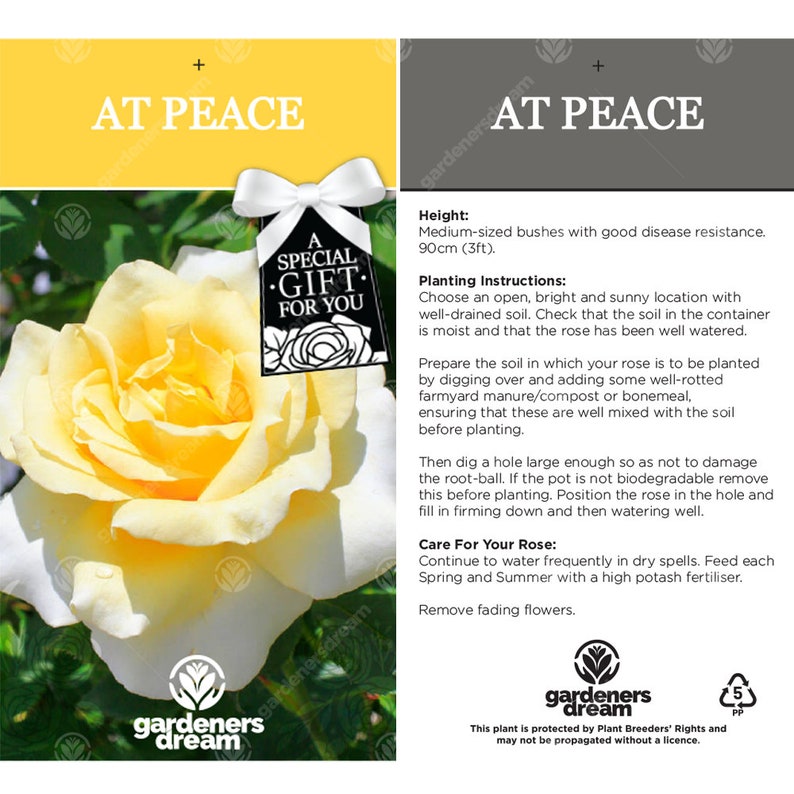 At Peace Rose Memorial and Remembrance Gift Live Rose Bush - Etsy
