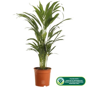1 X Butterfly Palm Dypsis Lutescens House Plant Indoor Live Tree in Pot ...
