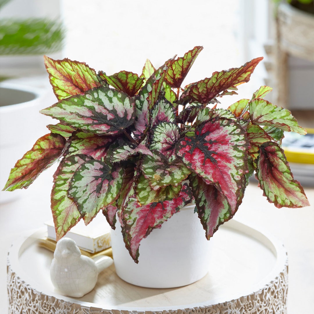 Begonia Rex Red Tango King Begonia Indoor Air Purifier - Etsy UK