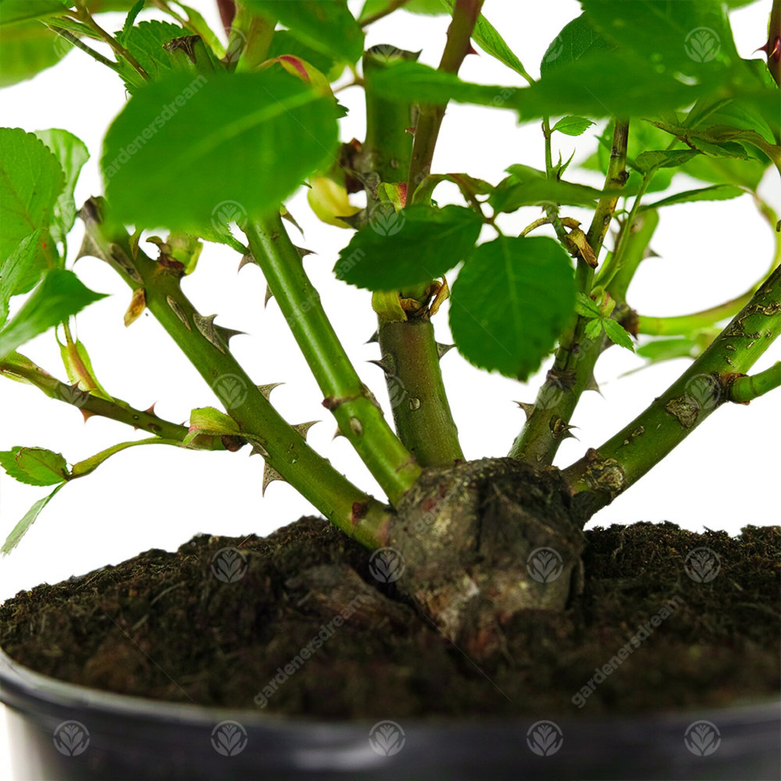 At Peace Rose Memorial and Remembrance Gift Live Rose Bush - Etsy