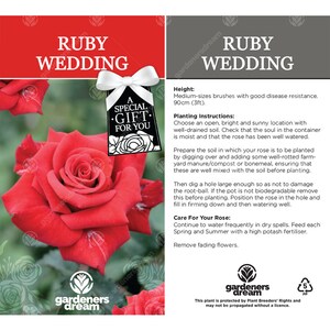 Ruby Wedding Rose 40th Wedding Anniversary Gift Help Celebrate a ...