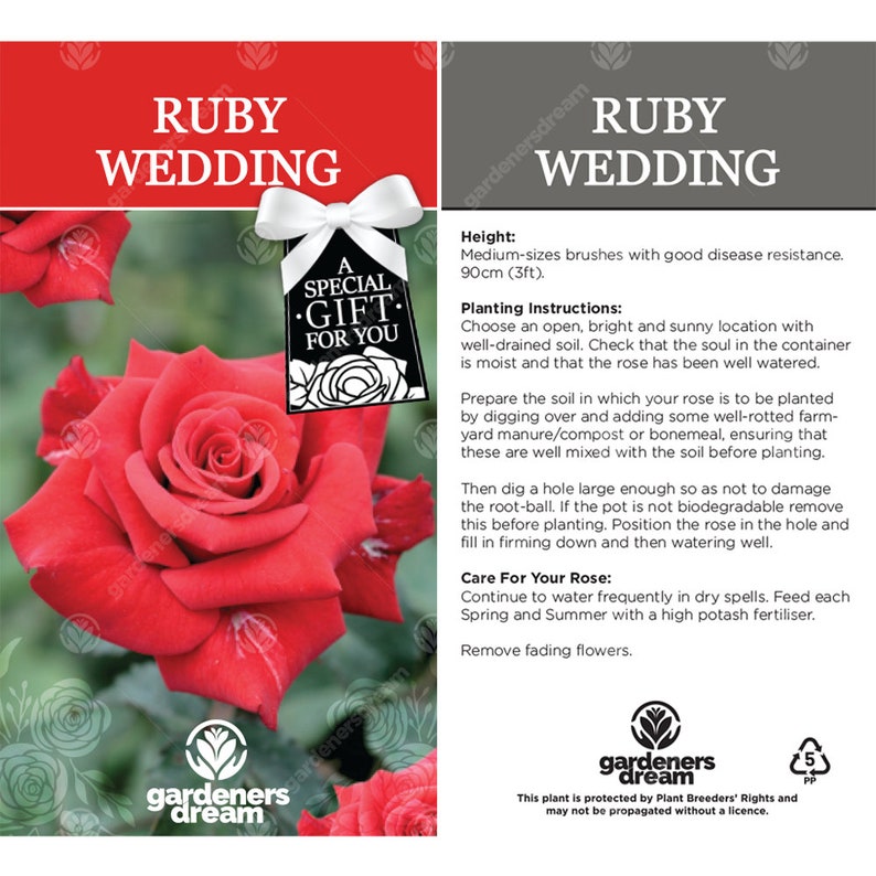 Ruby Wedding Rose - 40th Wedding Anniversary Gift - Help Celebrate a ...