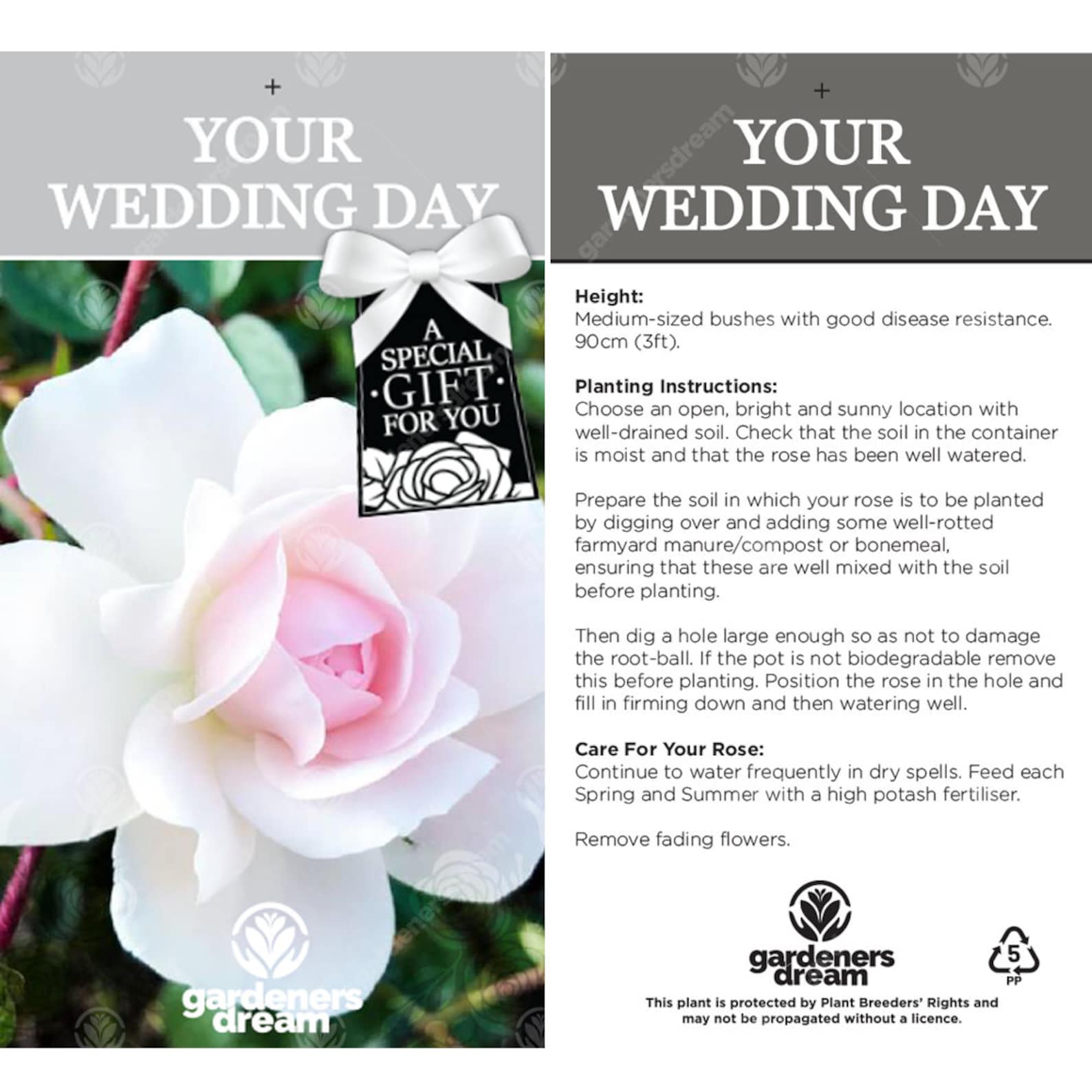 Your Wedding Day Rose Celebrate the Happy Couple's Big | Etsy