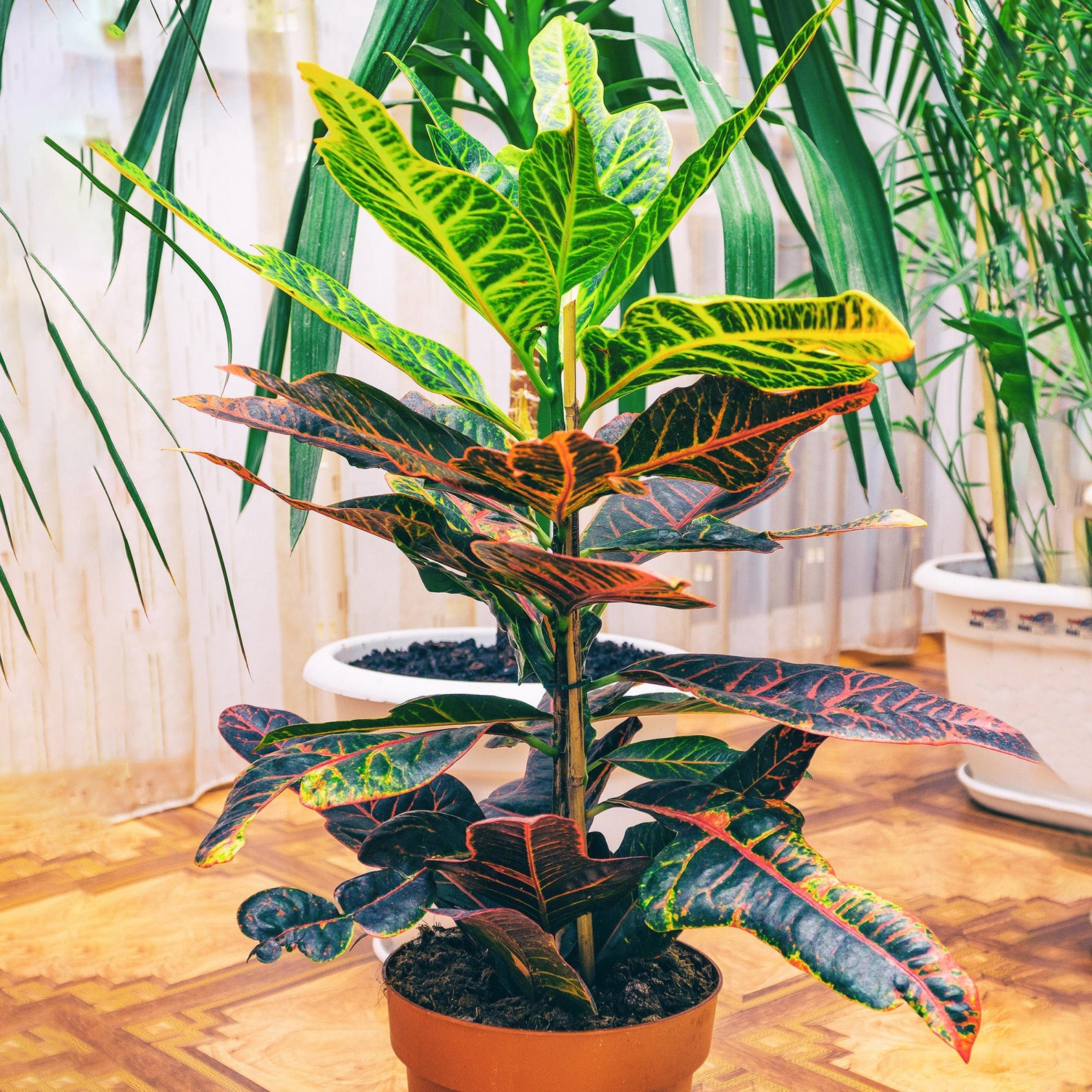1 X Codiaeum Variegatum Excellent for Sale | Home or Office Indoor ...