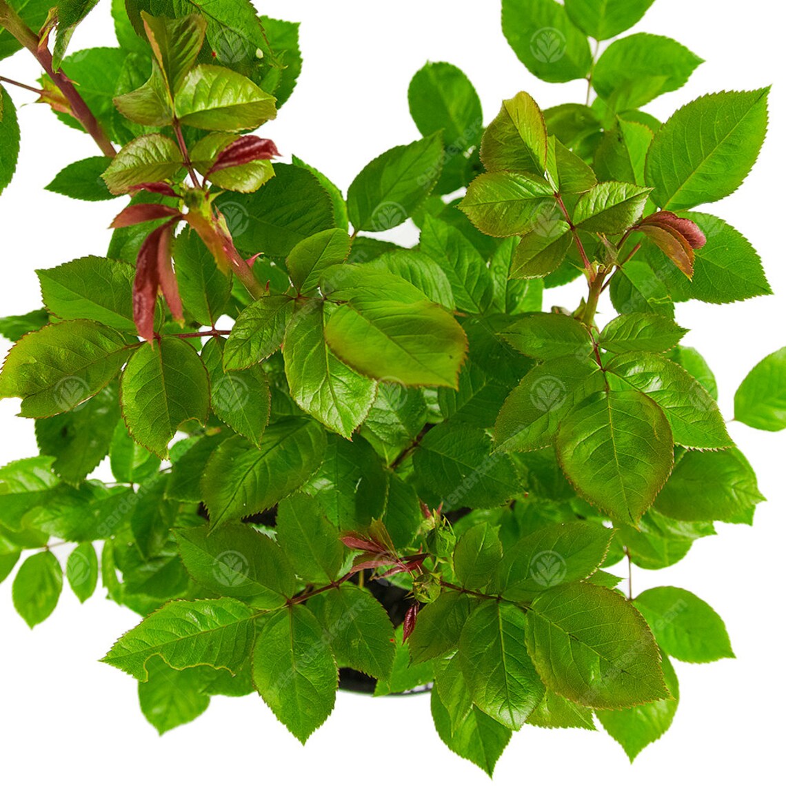 At Peace Rose Memorial and Remembrance Gift Live Rose Bush | Etsy