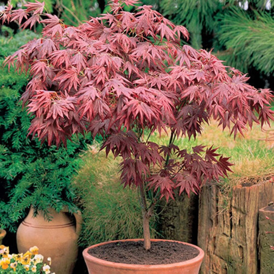 Acer 'atropurpureum' (in 10cm Pot) Purple Japanese Maple Tree Shrub ...
