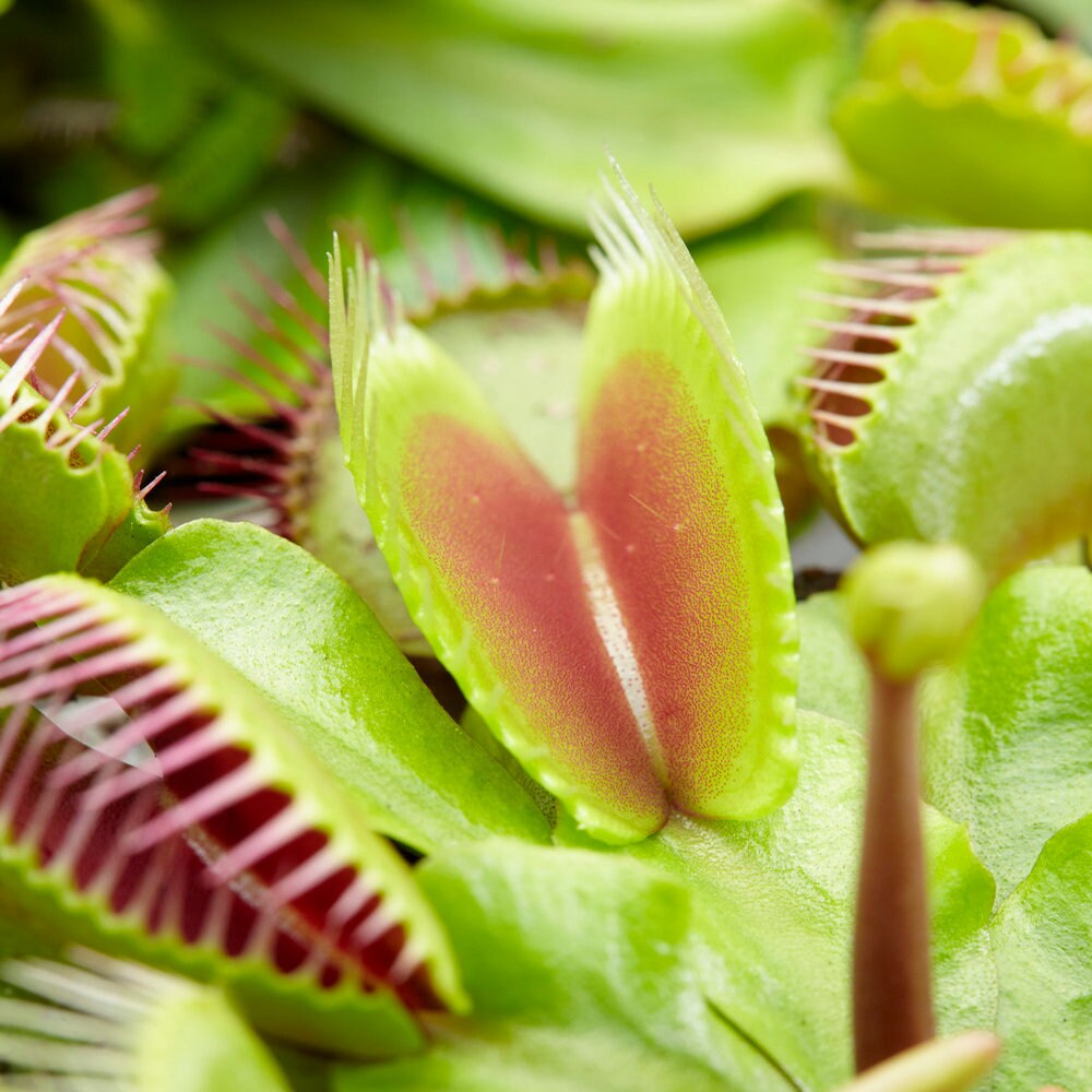 Amazon Rainforest Venus Fly Trap