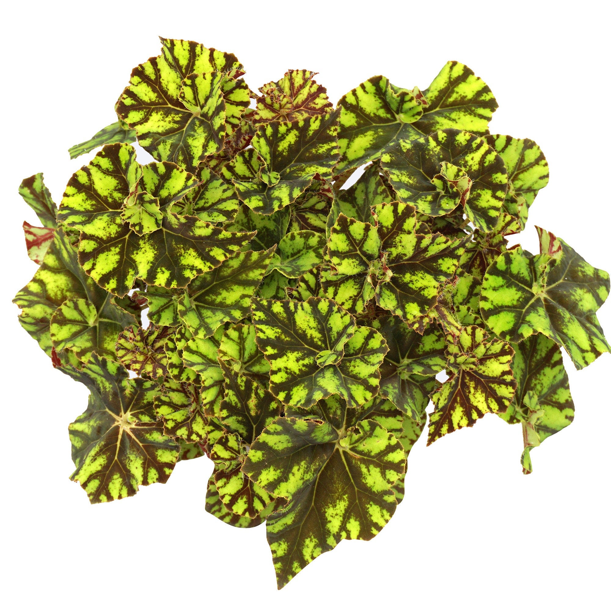 Is she an “Amelia’s Kaleidoscope”? Grew from leaf cuttings : begonias