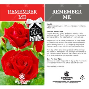 Remember Me Rose - Say Goodbye to Someone Special With a Unique Living ...