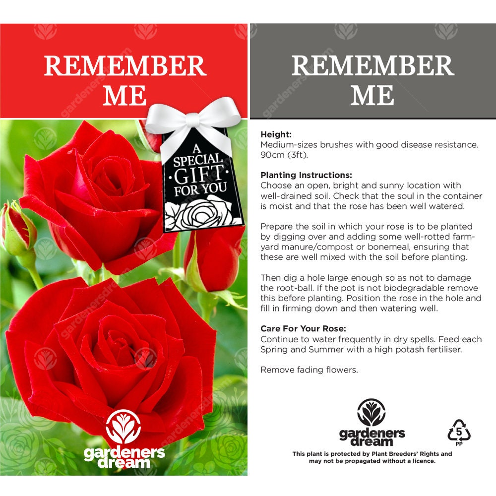 Remember Me Rose Say Goodbye to Someone Special With a - Etsy UK
