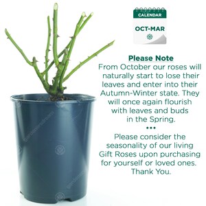 Absent Friend Rose - Say Goodbye to Someone Special With a Unique ...