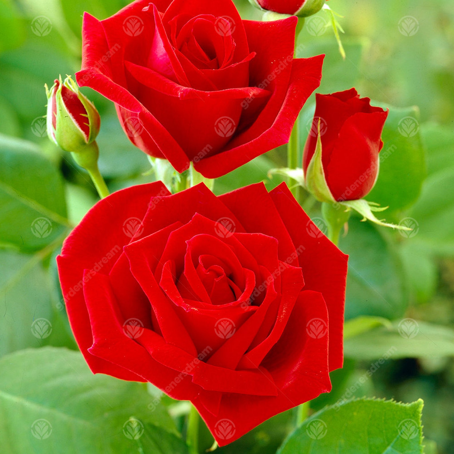 Remember Me Rose Say Goodbye to Someone Special With a Unique Living ...