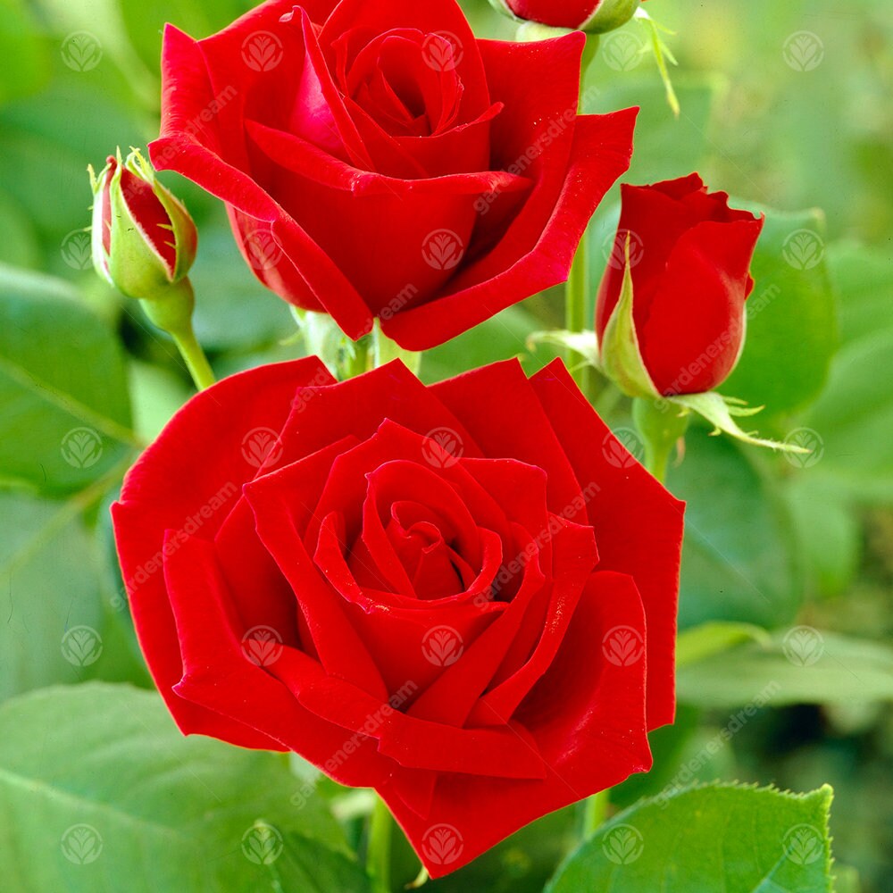 Remember Me Rose Say Goodbye to Someone Special With a | Etsy UK