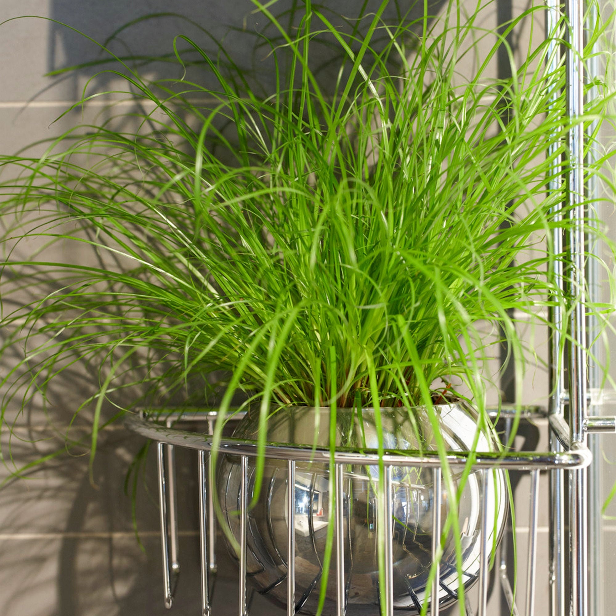 Cyperus Alternifolius Zumula | Cat Friendly Indoor Plant | 20-30cm ...