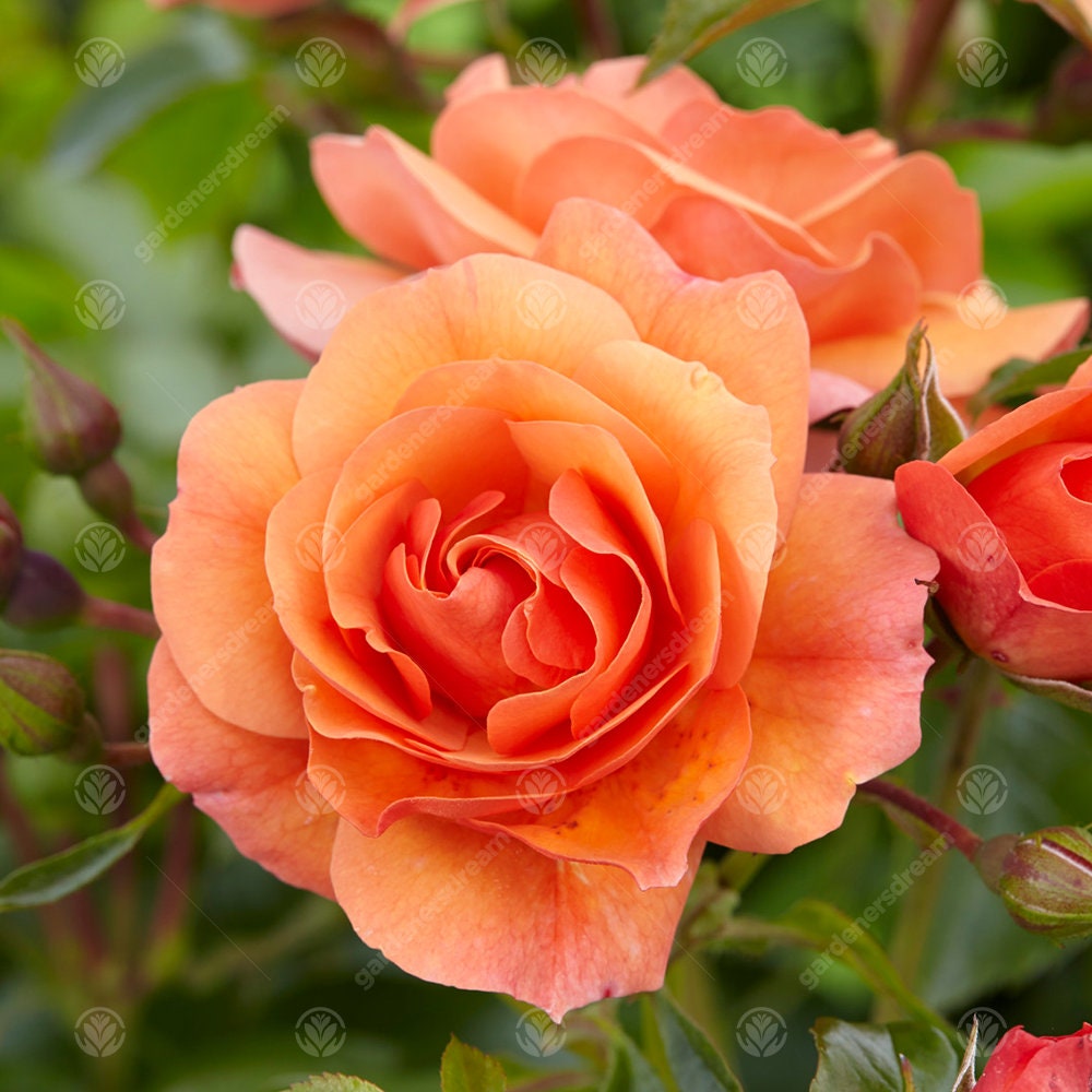 Happy Retirement Rose Help Celebrate a Special Friend or | Etsy