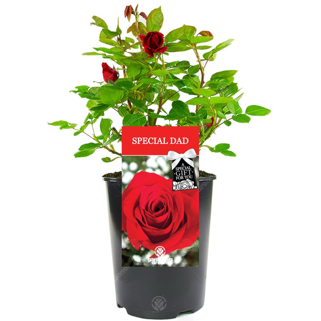 Special Dad Rose - Perfect Gift for Father's Day or to Say Thank You ...