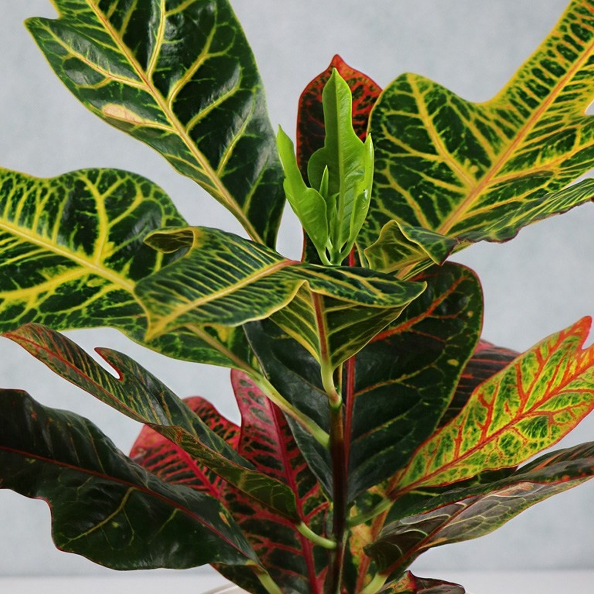 Codiaeum Excellent | 35-45cm Potted Joseph's Coat | Indoor House Plant ...