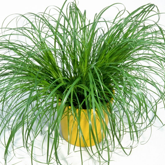 Cyperus Zumula Cat Grass Potted Cat Friendly Digestive Support 20 30cm
