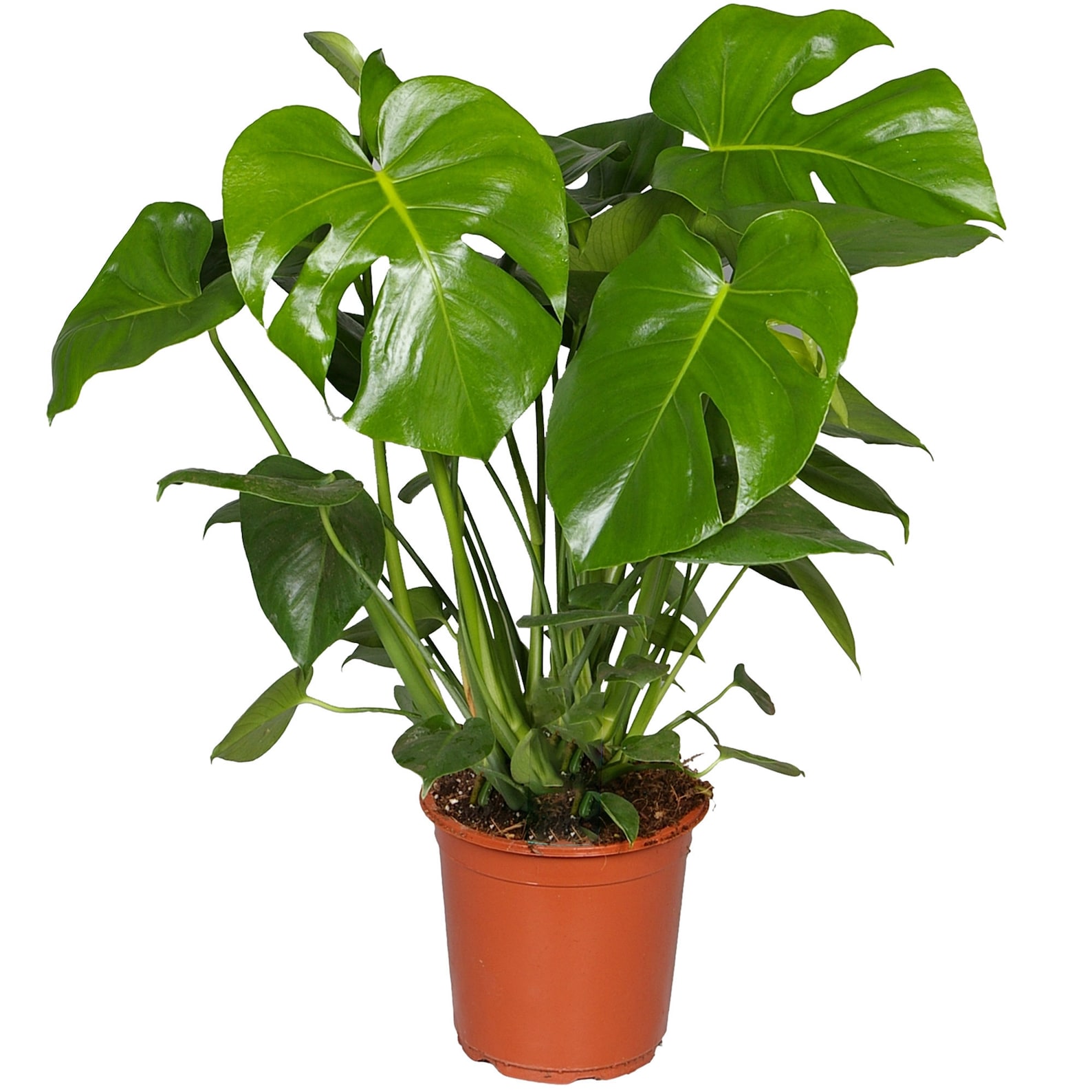 40-50cm Potted Monstera Deliciosa Best Indoor Plants for Sale - Etsy UK
