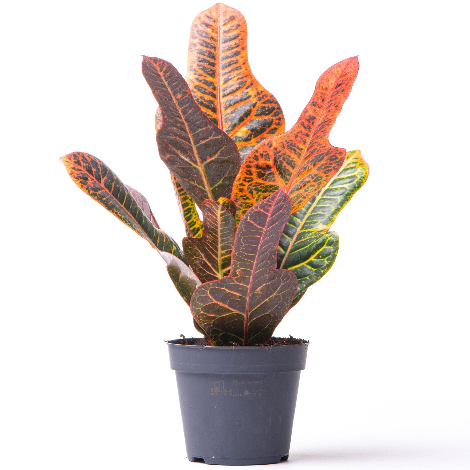 1 X Codiaeum Variegatum Excellent for Sale | Home or Office Indoor ...
