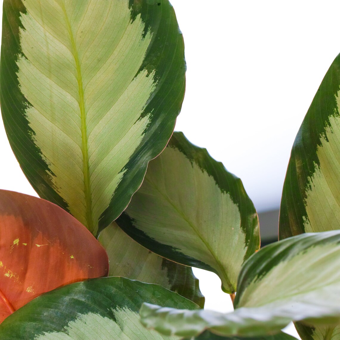 Stunning 30-40cm Calathea Picturata 'argentea' Potted Silver Variegated ...