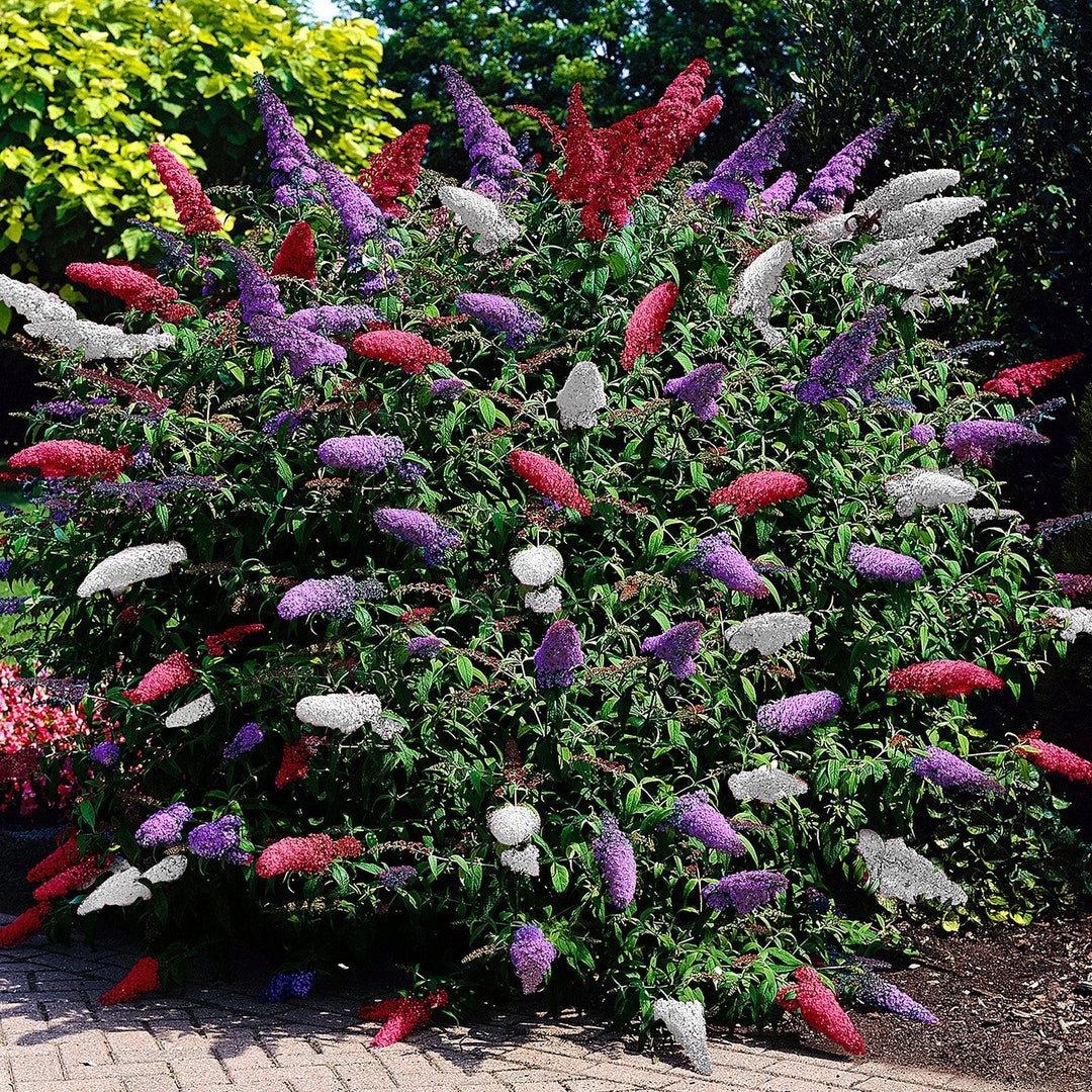 Buddleia Tricolour (3 X 9cm Pots) Butterfly Bush Mixed Colours Healthy ...