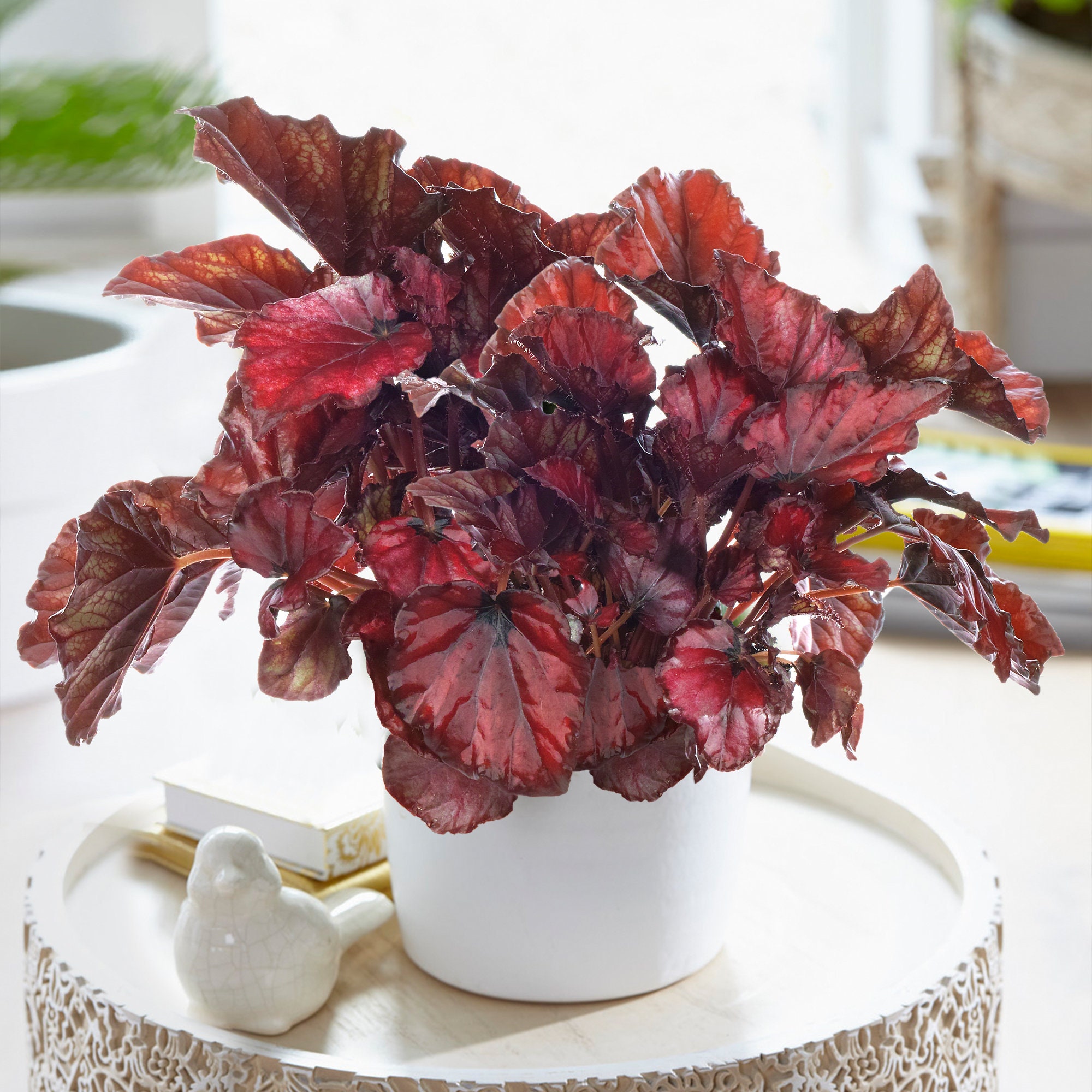 Red Begonia