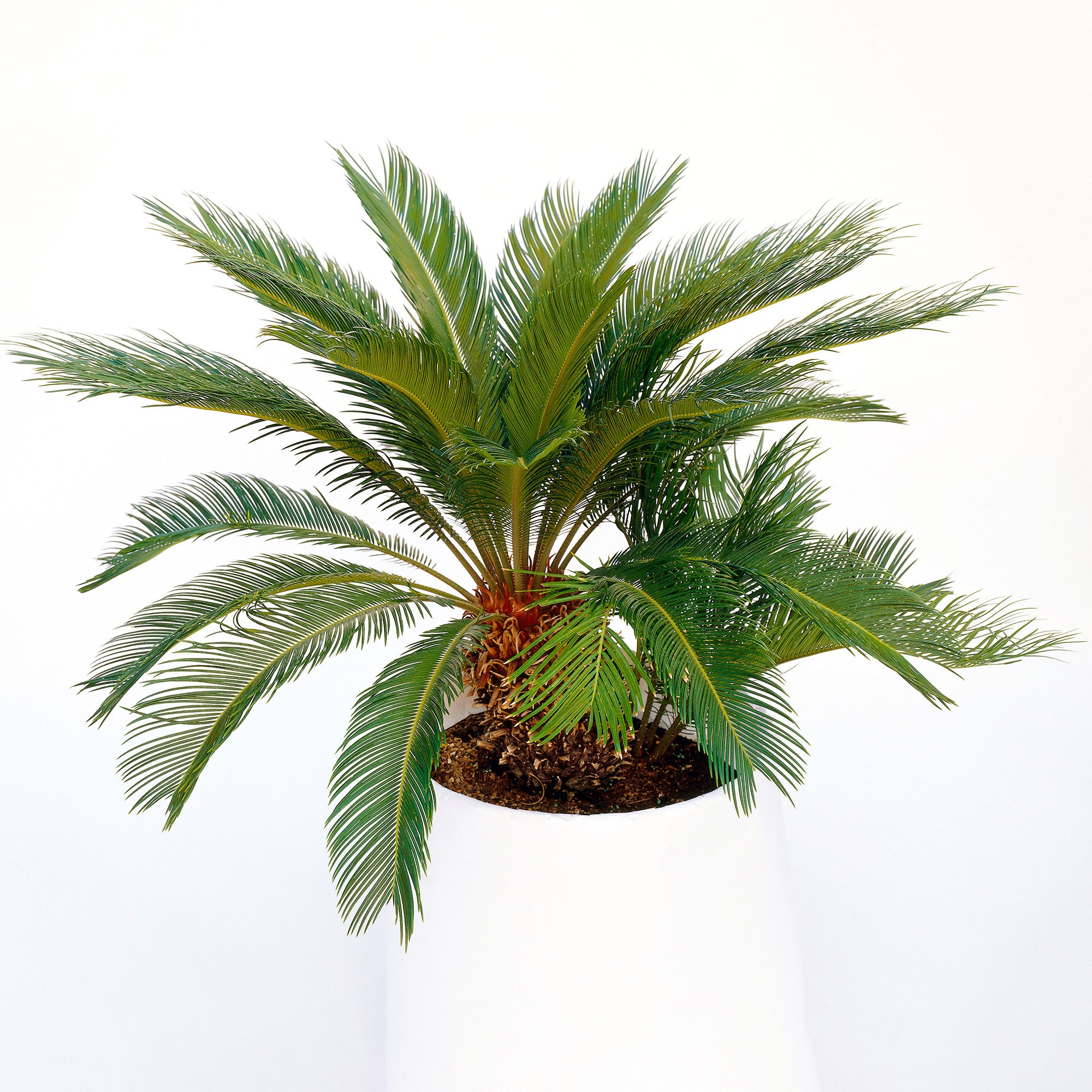 Cycas Revoluta Indoor Plant Ideal for Home or Office - Etsy UK