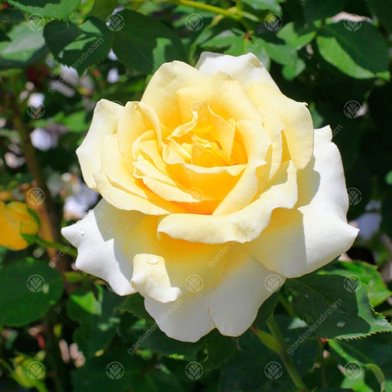 Love And Peace Rose Bush