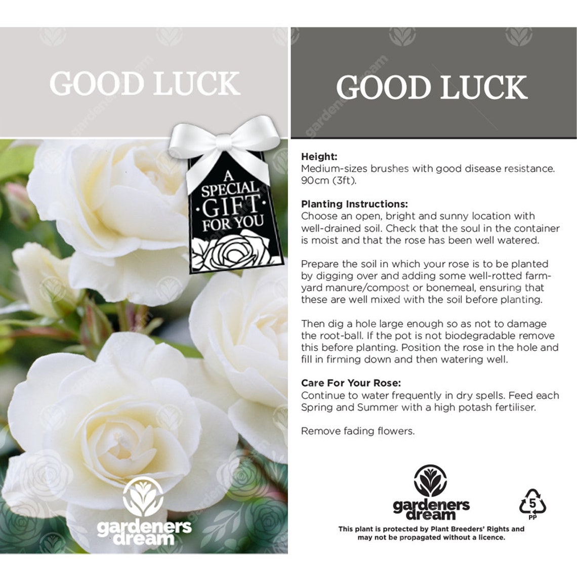 Good Luck Rose - Say Good Luck to Someone Special for a New Job, Exams ...